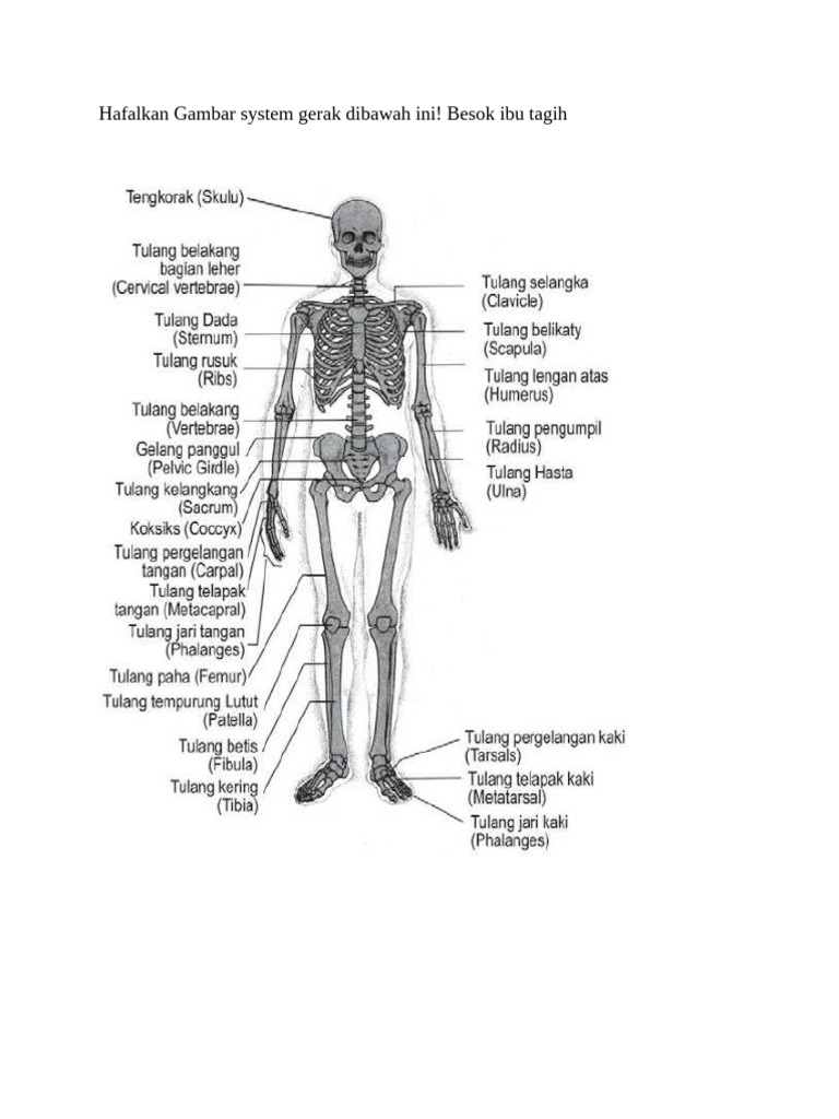 Hafalkan Gambar system gerak dibawah ini | PDF
