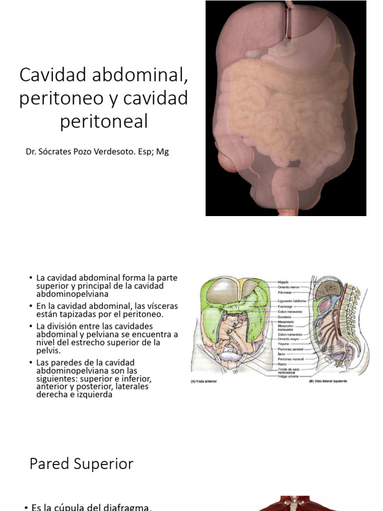 Cavidad abdominal y Peritoneo | PDF | Abdomen | Intestino grueso