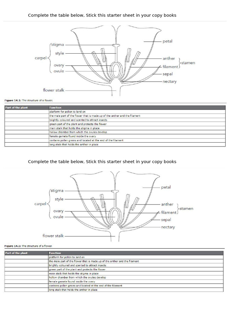 Starter Flower Parts Functions | PDF