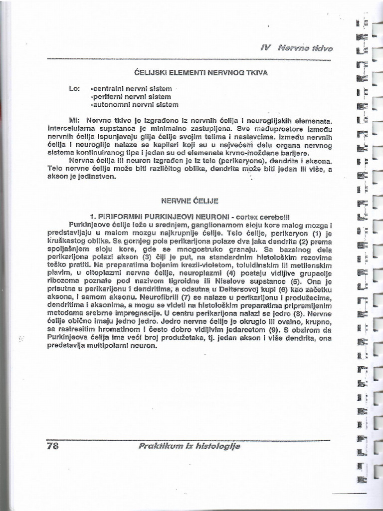 4 Neuro | PDF