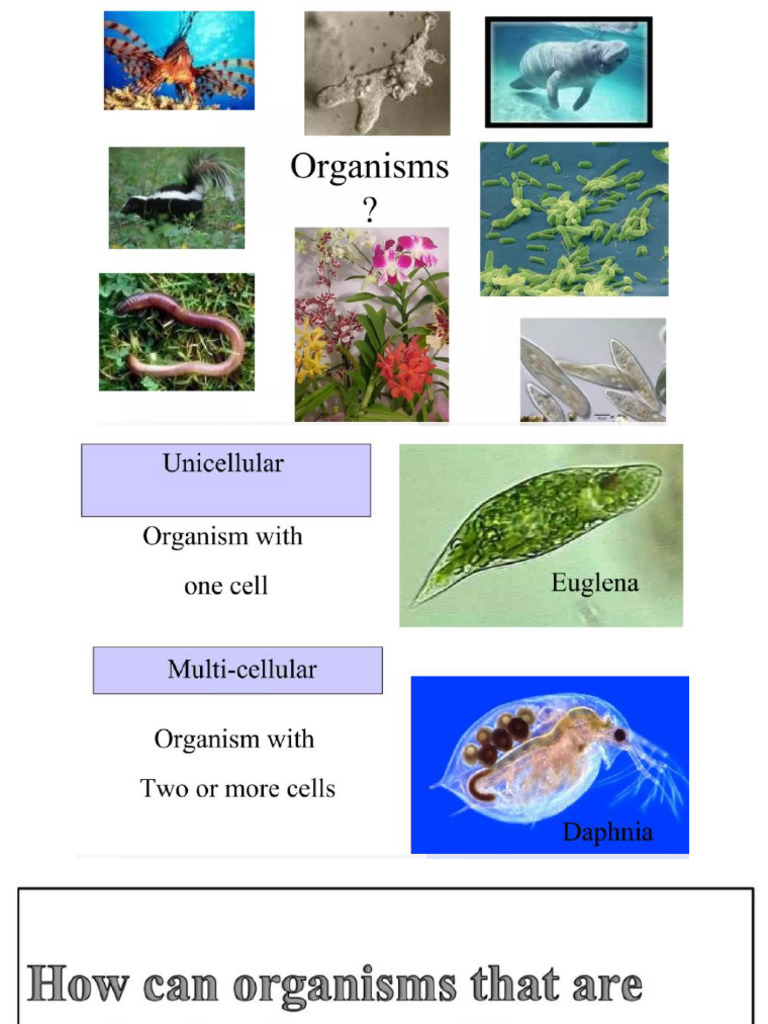 Unicellular and Multicellular Organisms 2 | PDF