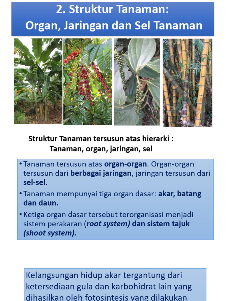 Organ, Jaringan & Sel Tanaman Dan Fungsinya | PDF