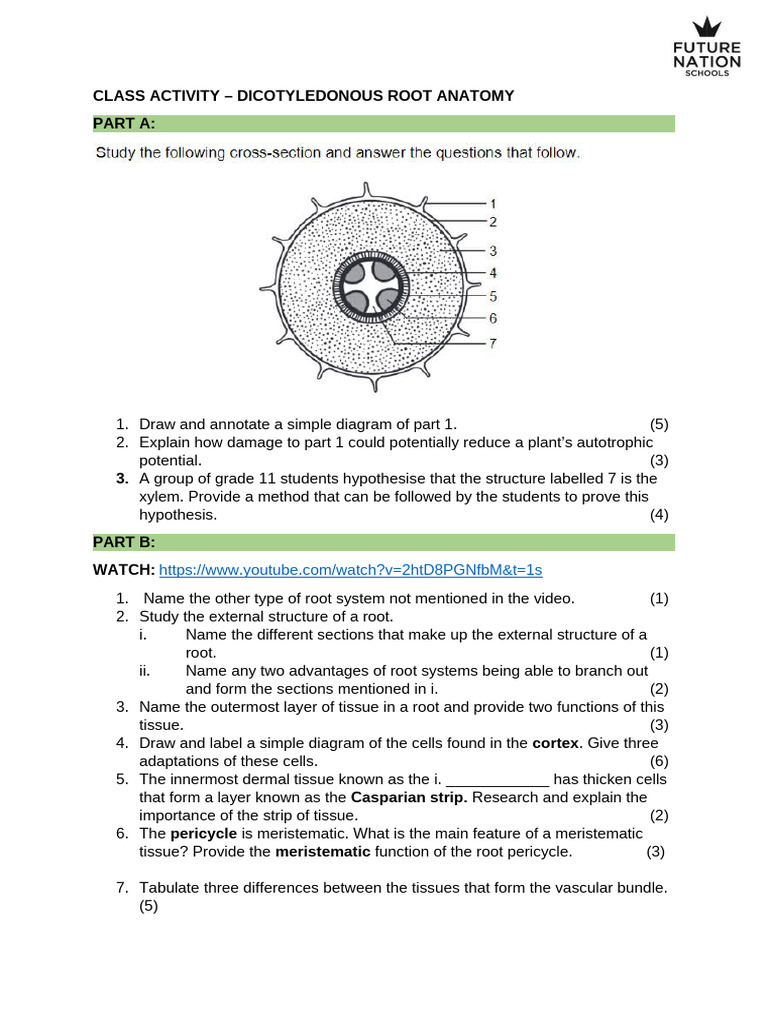 Dicots Root Anatomy Class Activity | PDF