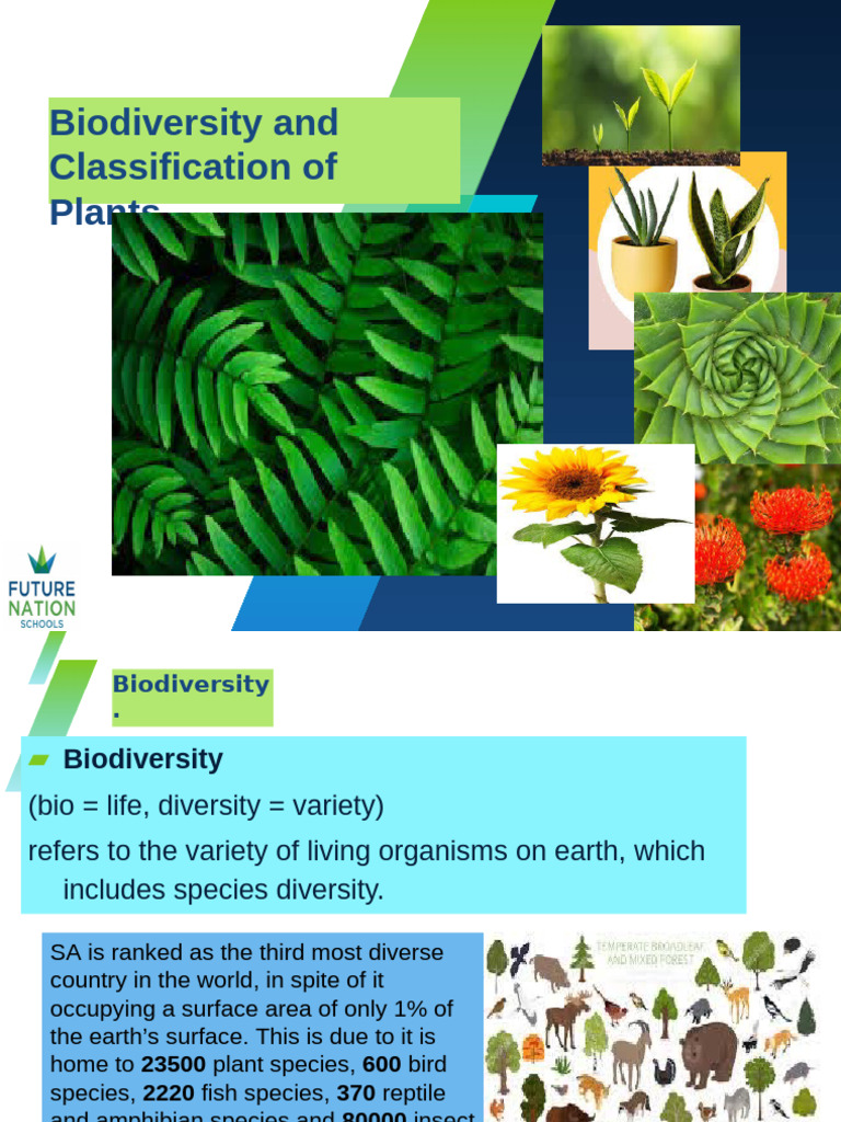 Plant Biodiversity & Classification | PDF | Leaf | Plant Stem