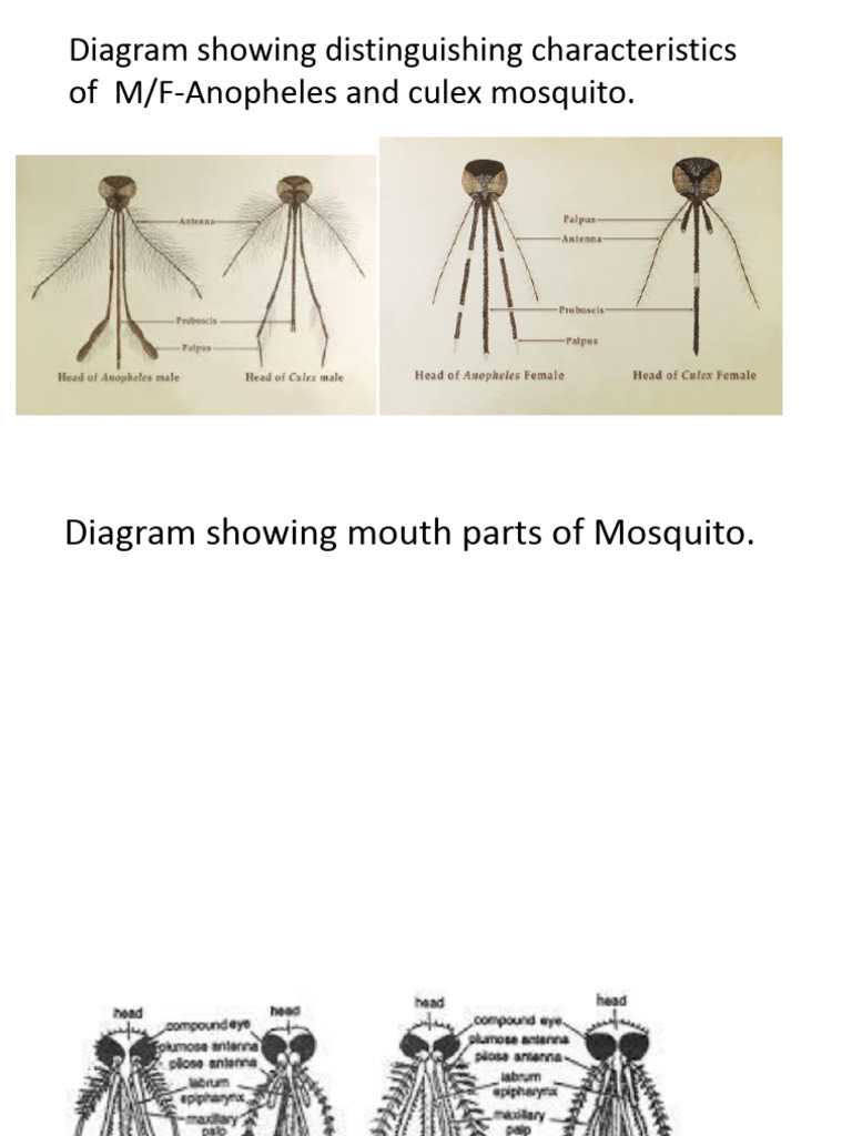 Mosquito Mouth Parts | PDF