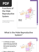 How To Draw Male Reproductive System - Front View | PDF