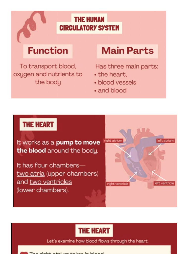 Circulatory System 2 125538 | PDF