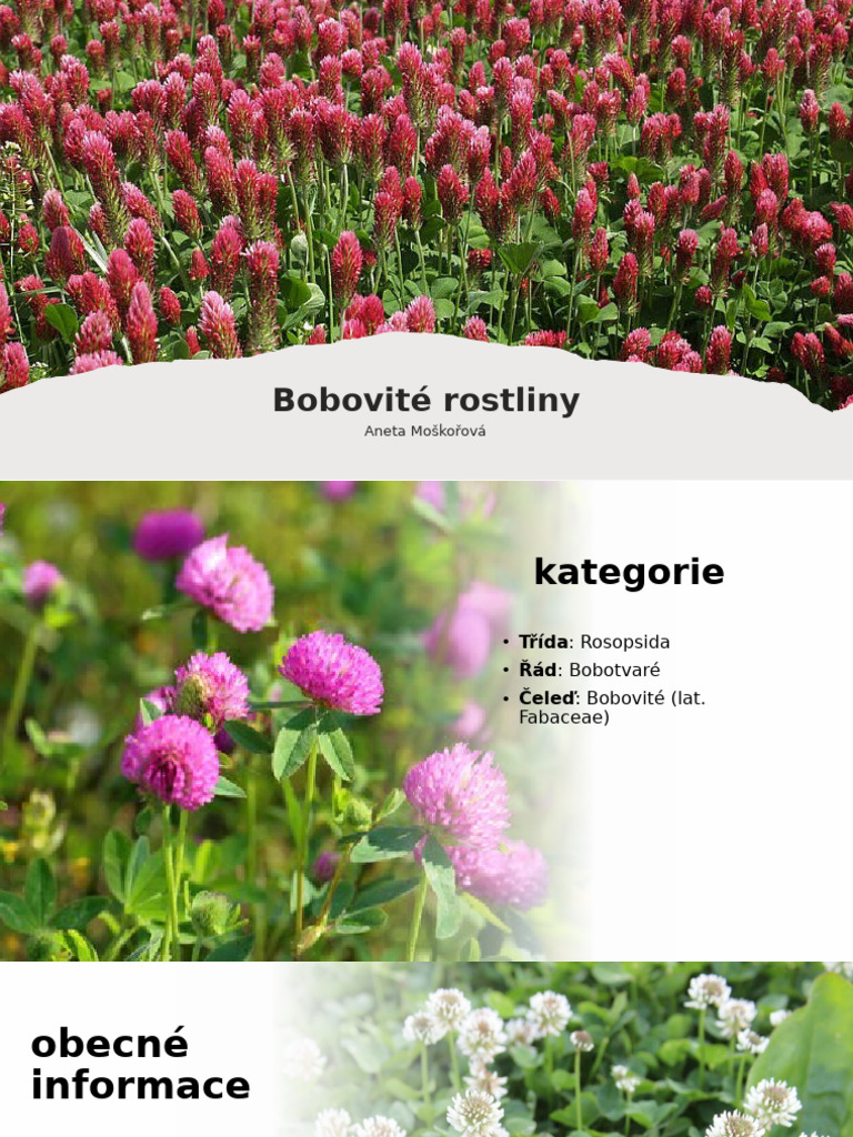 Bobovité Rostliny | PDF