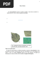 Tipos de Filotaxia en Botánica | PDF