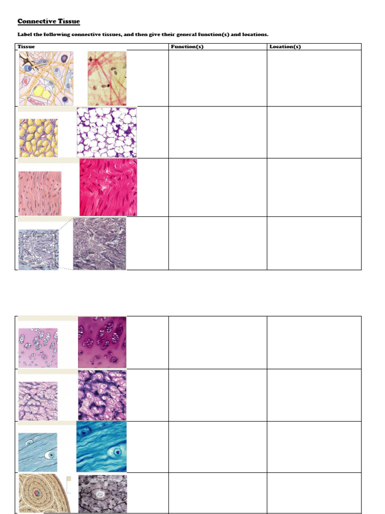 Connective Tissue Functions and Locations | PDF