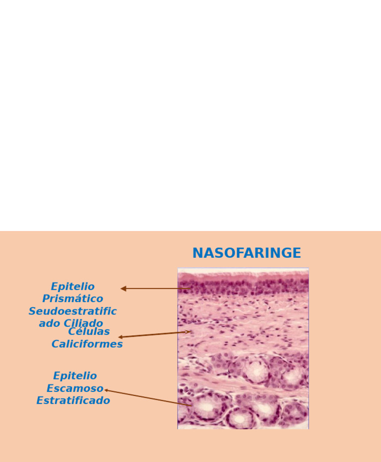 Corte Histologico de La Nasofaringe | PDF