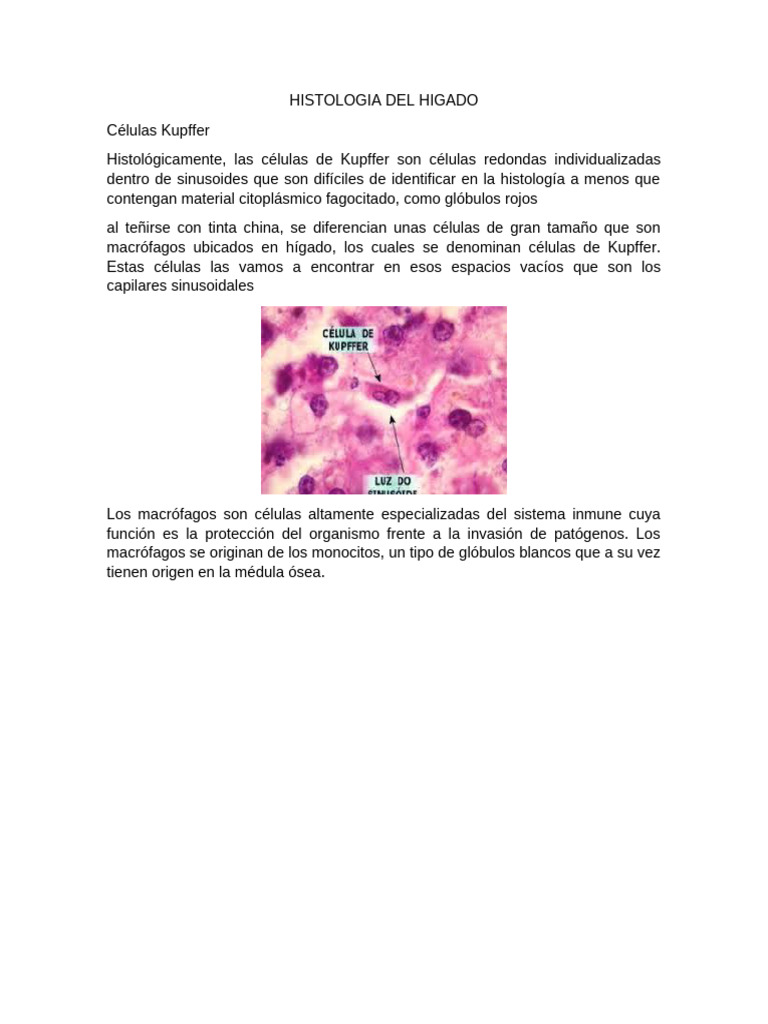 HISTOLOGIA DEL HIGADO | PDF