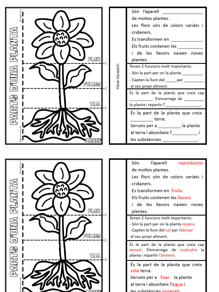 Parts D_una Planta Lapbook Amb Solucions | PDF