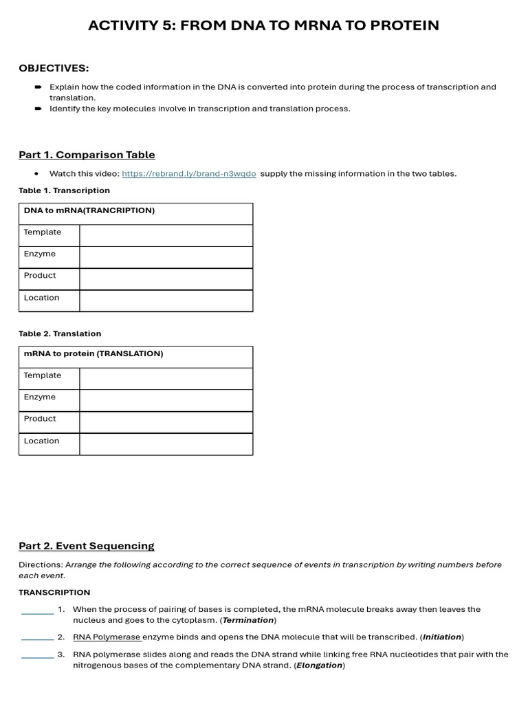 DNA to Protein: Transcription & Translation Guide | PDF