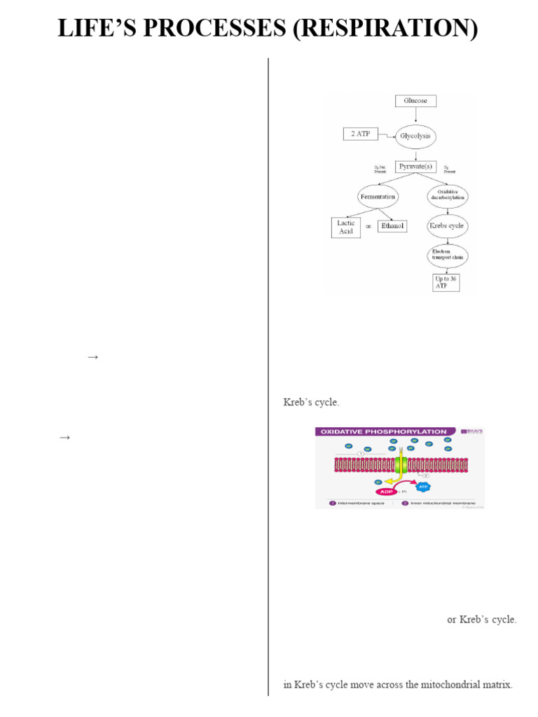 Respiration Pdf Cellular Respiration Diet Nutrition