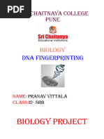Dna Fingerprinting Investigatory Project 2024-25 Class-12 | PDF | Gel ...