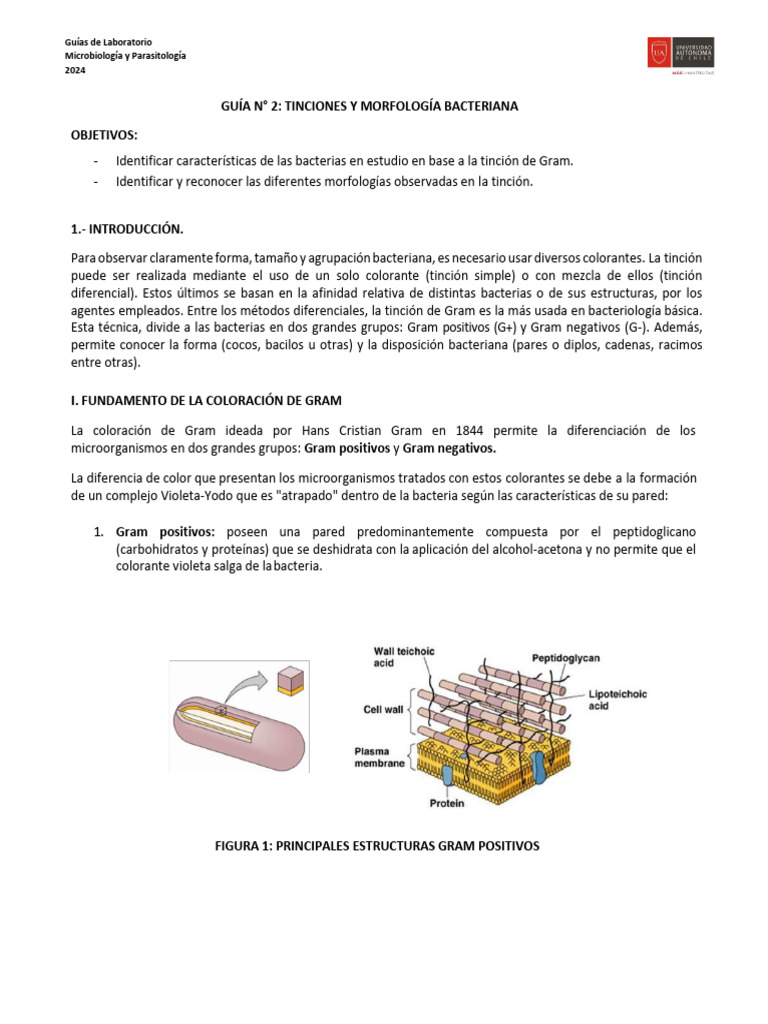 2 Tinciones y Morfolog a. | PDF | Bacterias Gram-negativo | Bacterias ...