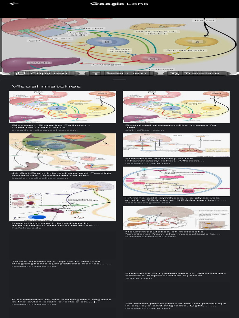 Glucagon Pathway - Google Search | PDF | Metabolic Pathway | Nervous System