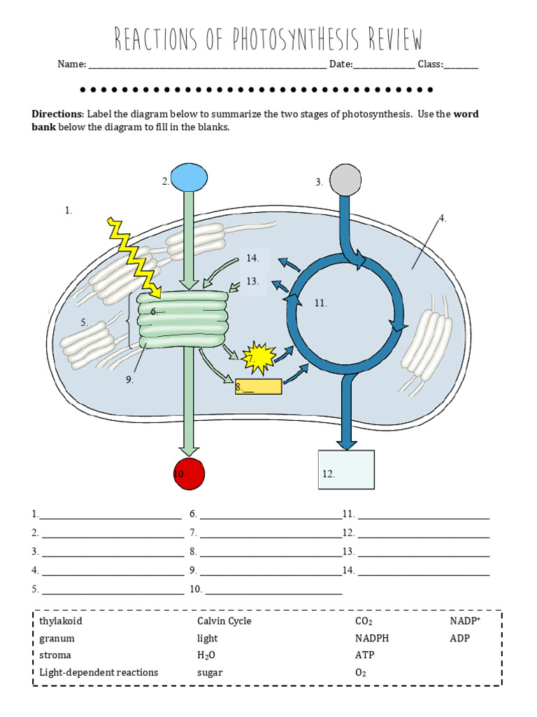 Reactions of Photosynthesis Worksheet | PDF | Biochemistry | Chemistry
