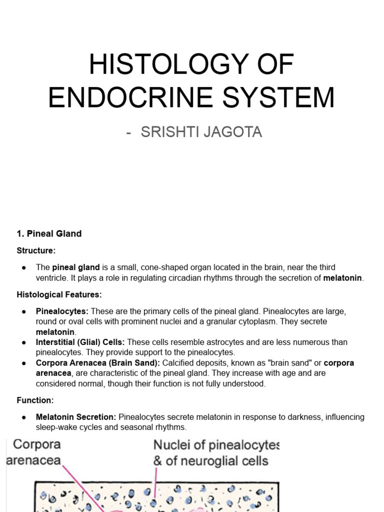 Endocrine System Histology Overview | PDF | Pancreas | Thyroid