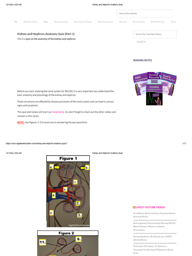 Kidney and Nephron Anatomy Quiz | PDF | Kidney | Genitourinary System