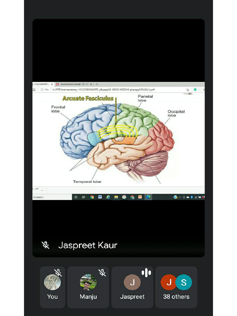 Brain Anatomy Pdf