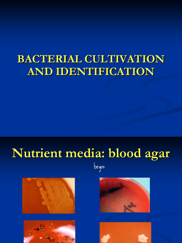 Bacterial Culture | PDF