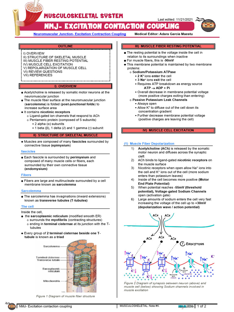 NMJ Excitation-Contraction Coupling Explained | PDF | Neuromuscular ...