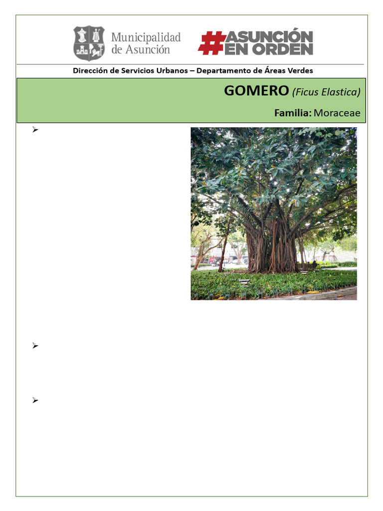 Características y usos del gomero | PDF