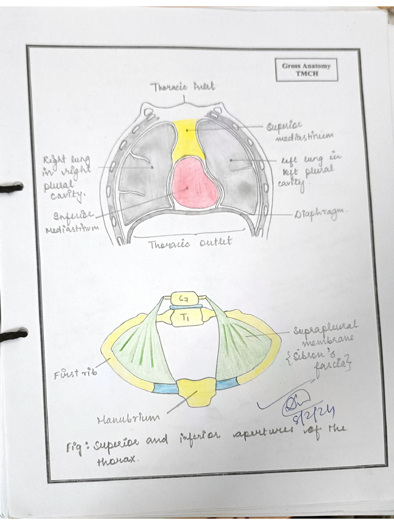 Thorax | PDF