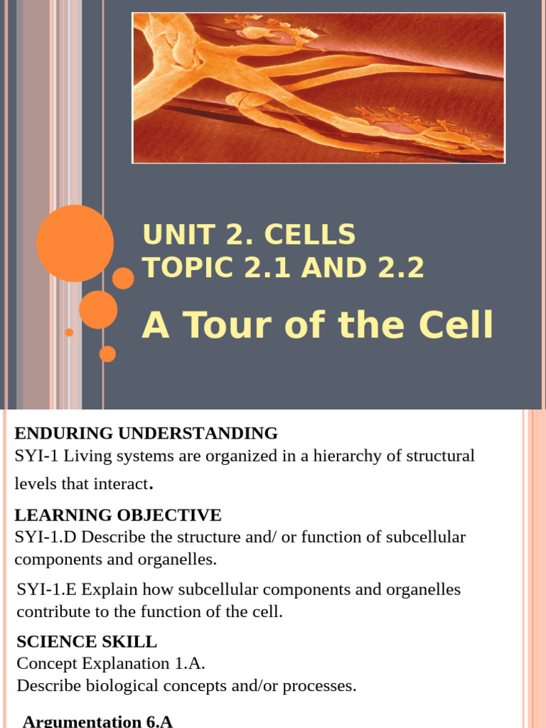 Topic 2.1, 2.2 Cell Structure and Functions | PDF | Cell (Biology ...