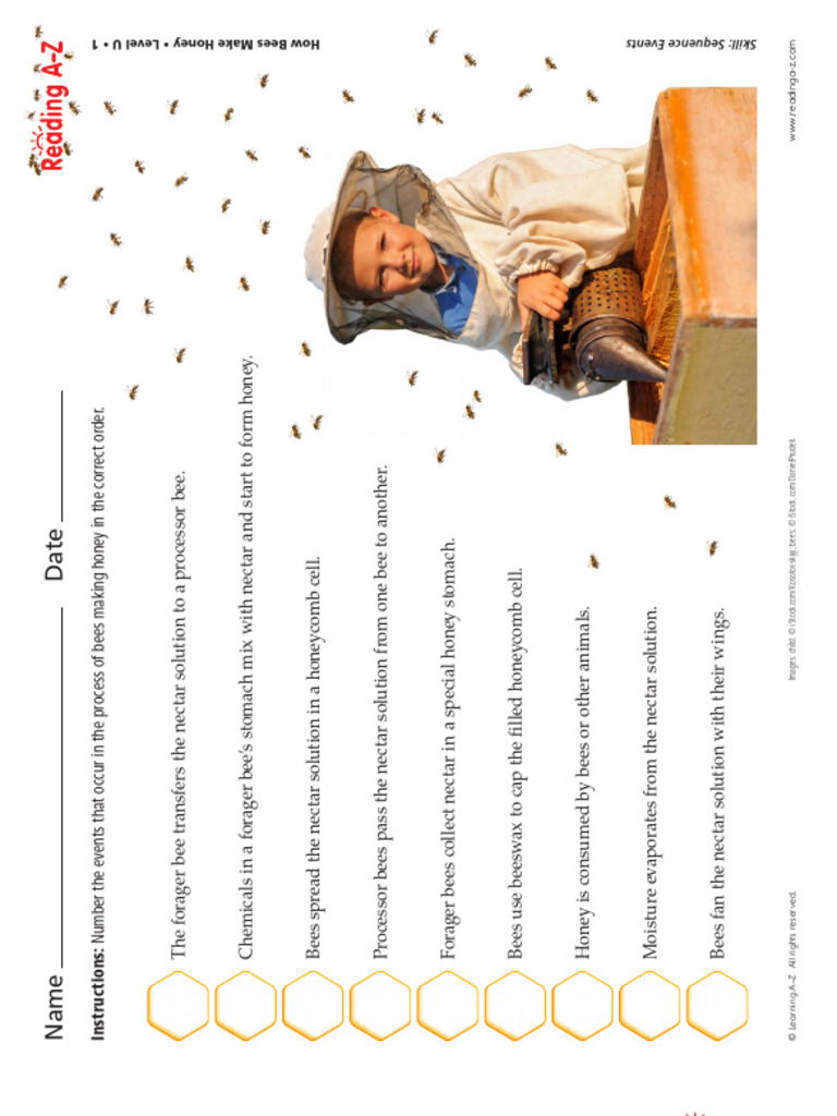 Bees Worksheets | PDF | Honey | Bees