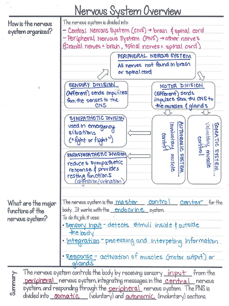 Cornell Notes Keys - Nervous System | PDF