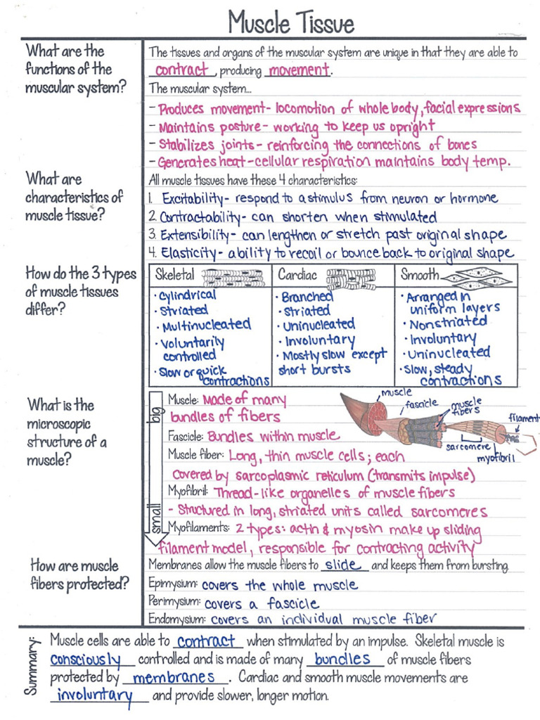 Cornell Notes Keys - Muscular System | PDF