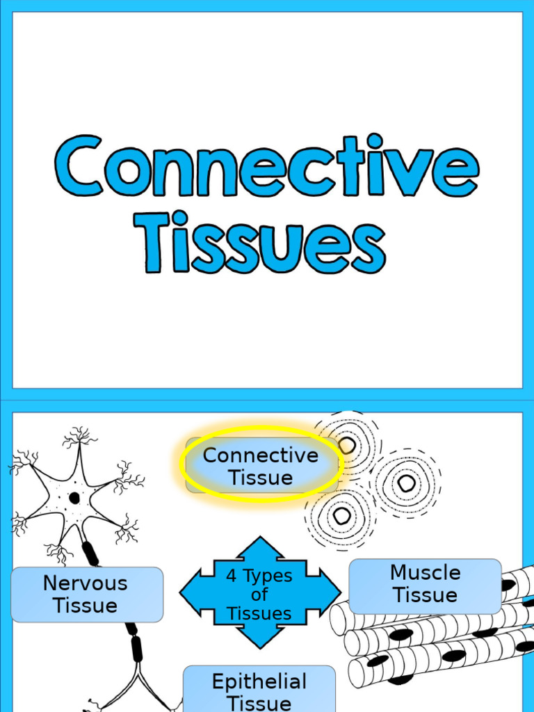 Editable Connective Tissues PPT | PDF | Connective Tissue | Tissue (Biology)