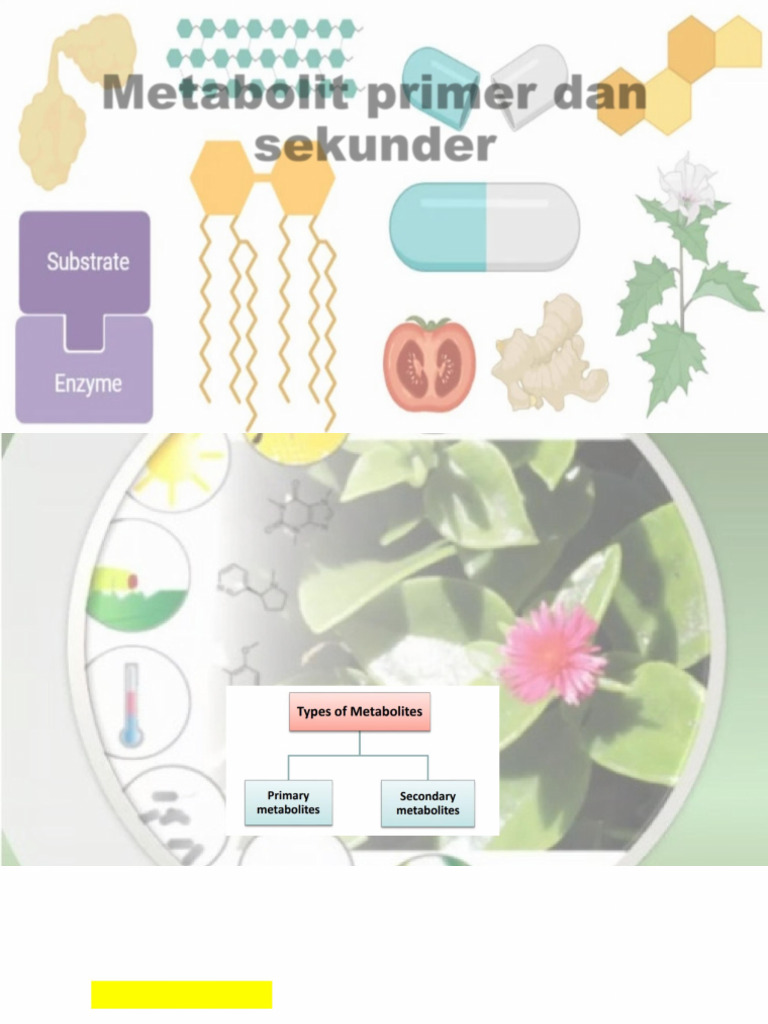 Metabolit Primer Dan Sekunder (2024) 2 | PDF