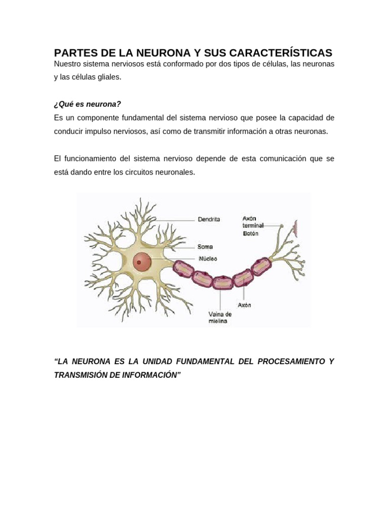 Partes y funciones de la neurona | PDF | Neurona | Mielina