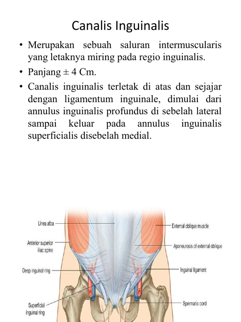 Canalis Inguinalis Pdf