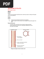 CELERY LAB - Structure and Function of A Plant | PDF | Leaf | Plant Stem