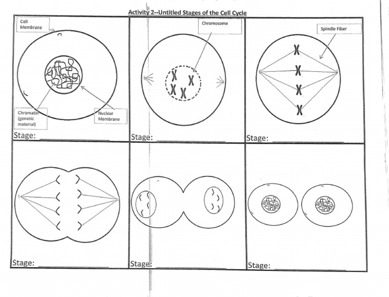 Mitosis Color Coding Handout | PDF