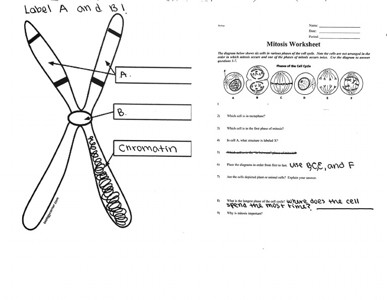 Mitosis Practice Questions | PDF
