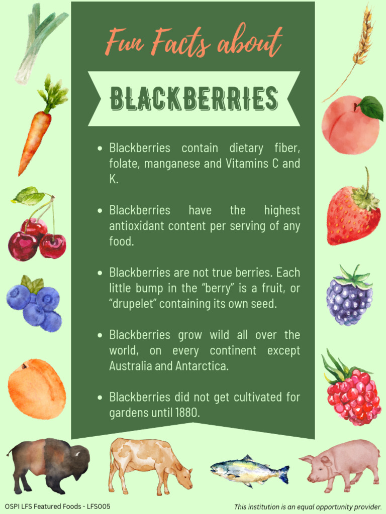 Lfs Fun Facts Blackberries lfs005 | PDF