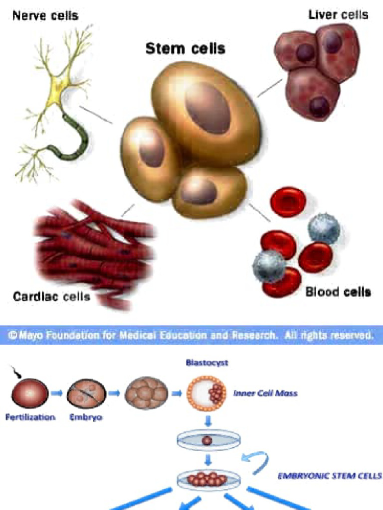 Types and Origins of Stem Cells | PDF
