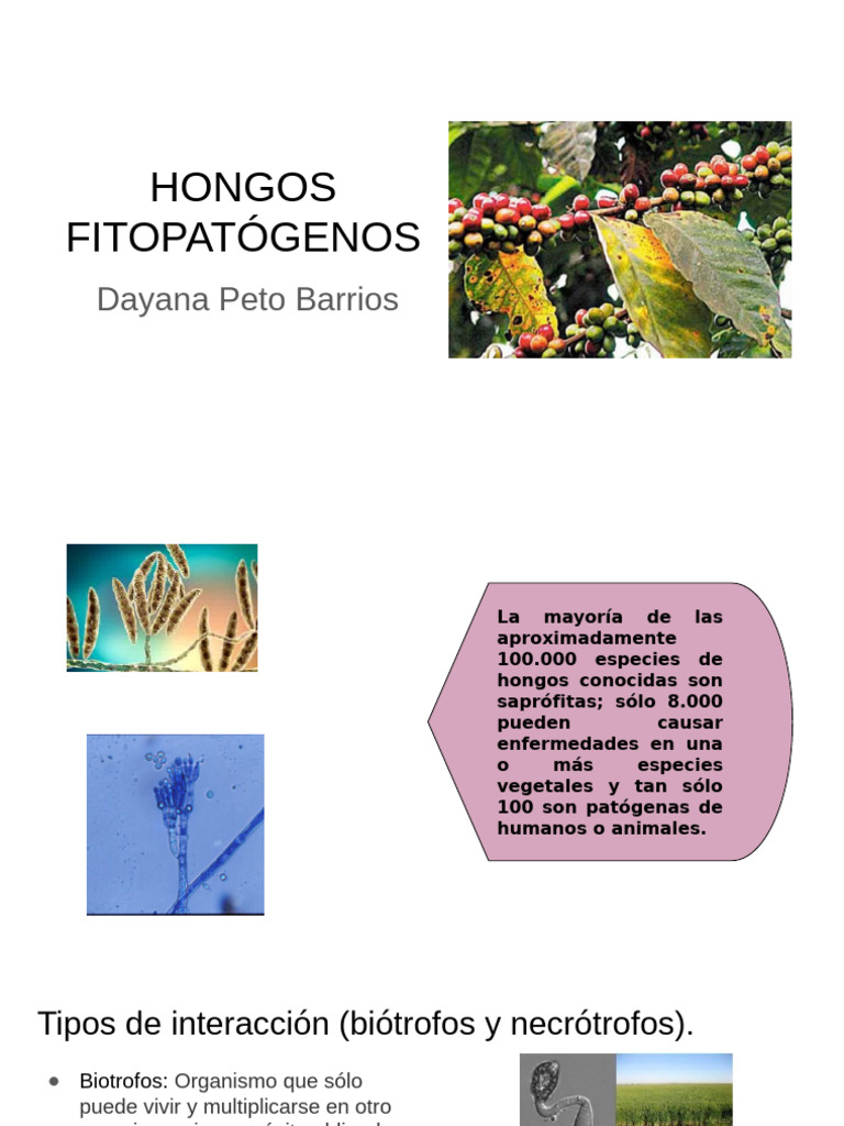 Hongos Fitopatógenos | PDF | Hongo | Patógeno
