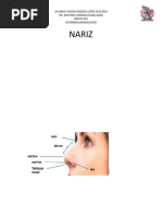 Nariz y Senos Paranasales | PDF | Nariz humana | Rinología