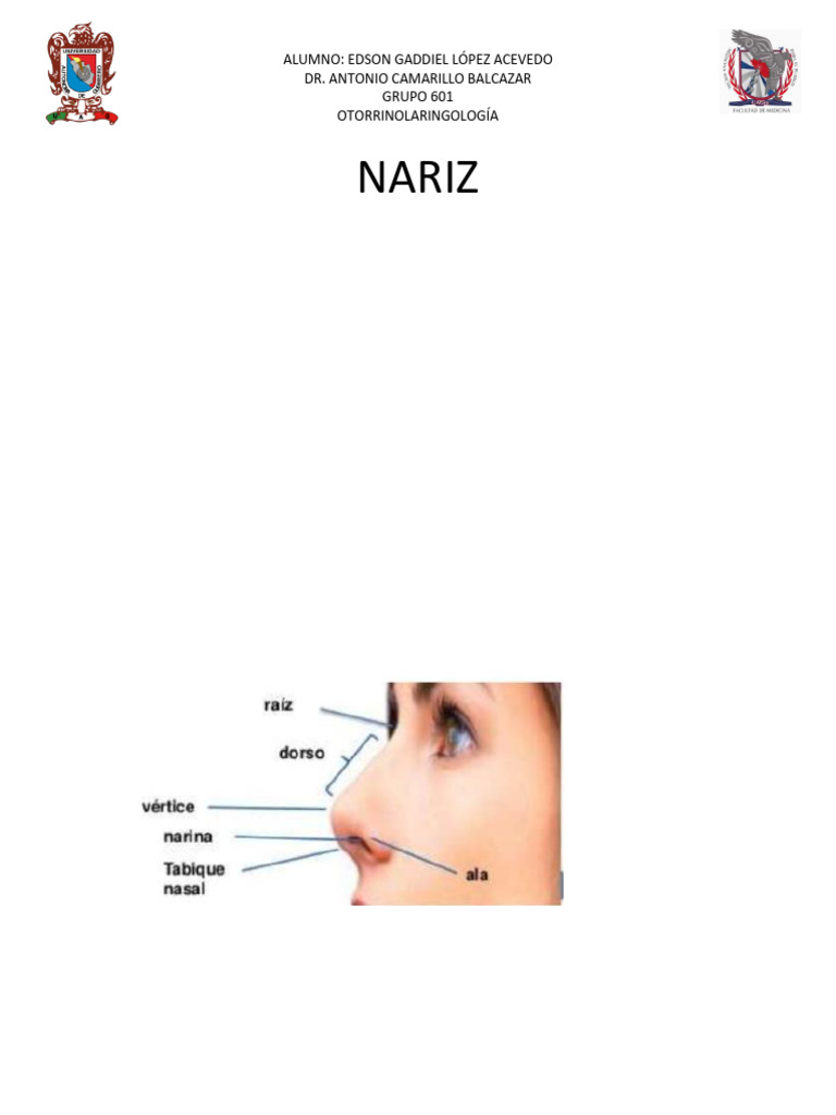 Nariz y Senos Paranasales | PDF | Nariz humana | Otorrinolaringología