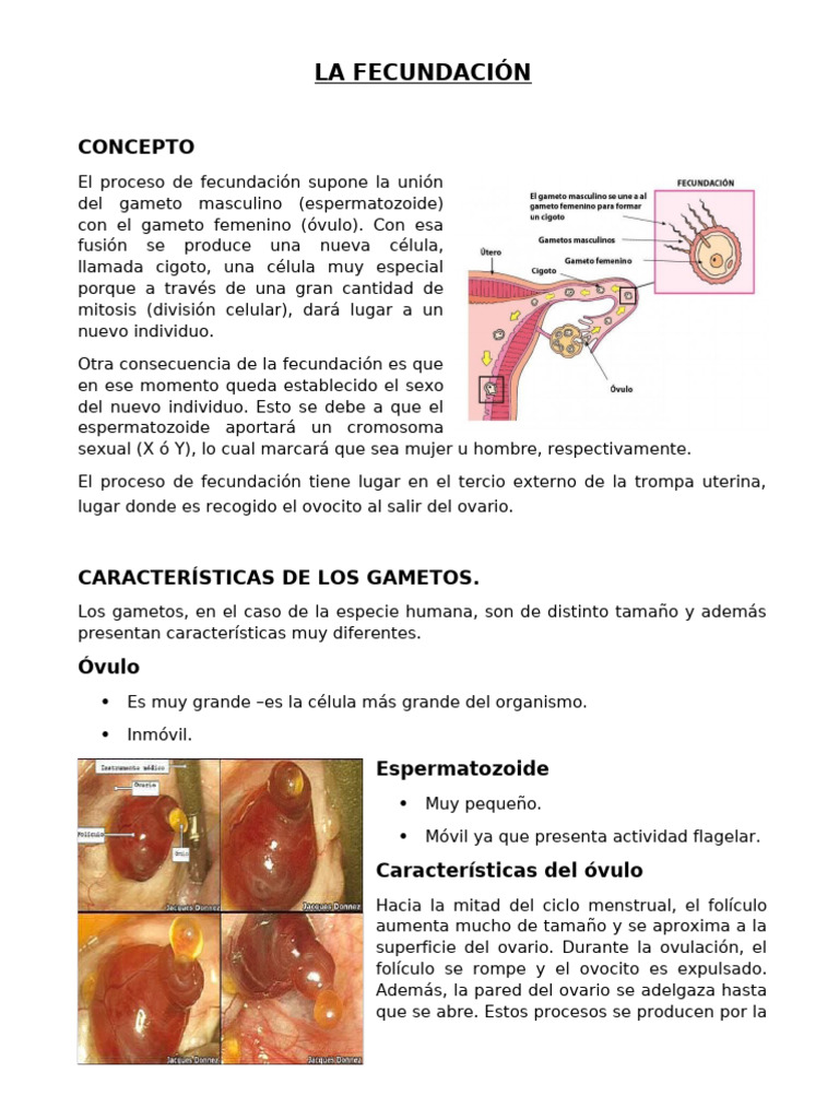 La fecundacion | PDF | Ovario | Anatomía