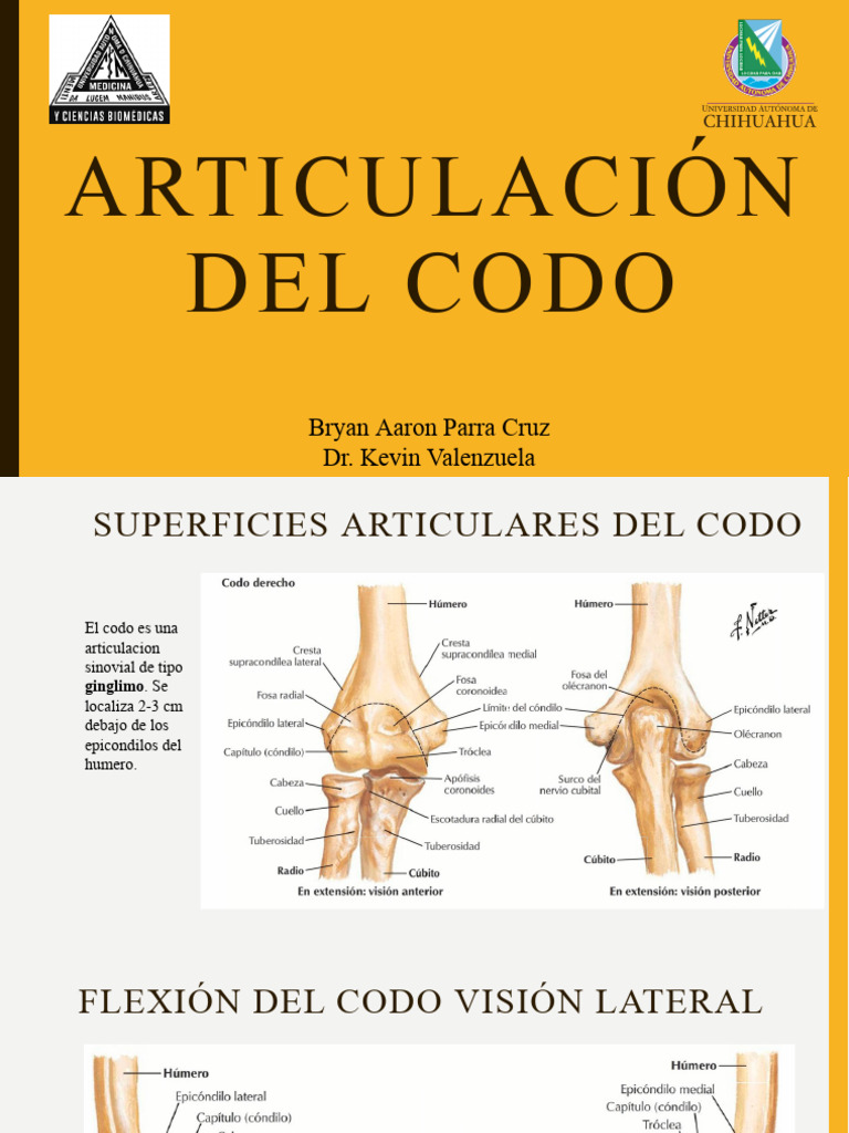 Anatomía y Lesiones del Codo | PDF | Codo | Anatomía humana