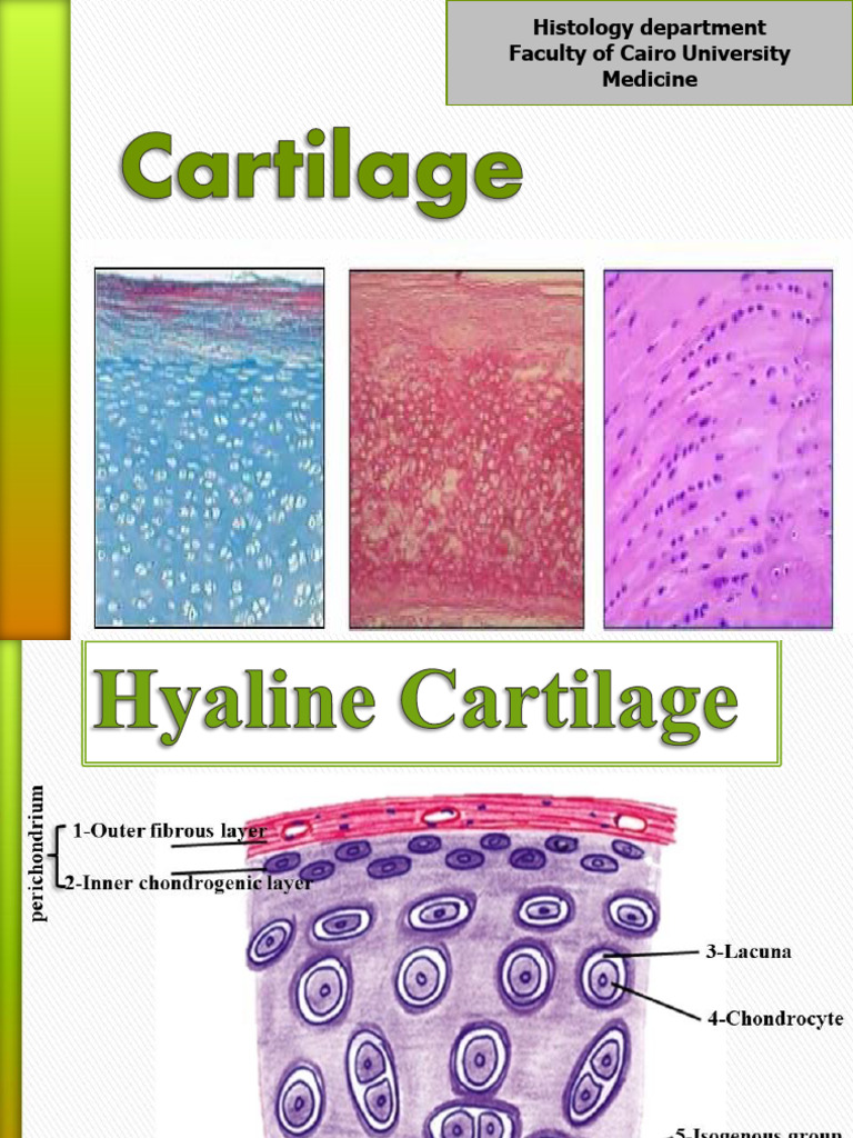 Cartilage (2021-2022) | PDF