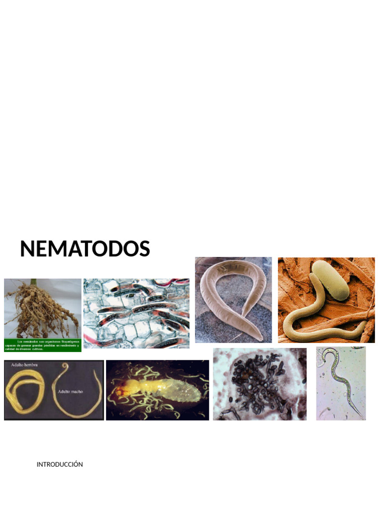 PRÁCTICA NEMATODOS 25-1 (Autoguardado) | PDF | Nematodo | Sistema reproductivo